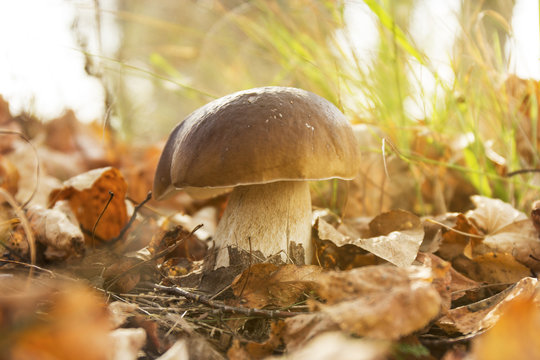 2,541 BESTE Edelpilz BILDER, STOCK-FOTOS & -VEKTORGRAFIKEN | Adobe Stock