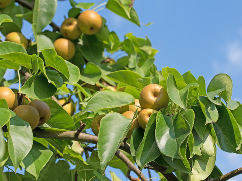 Bapfel Bilder – Durchsuchen 25 Archivfotos, Vektorgrafiken und Videos ...