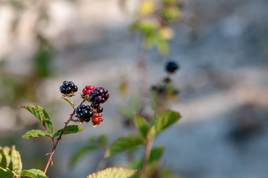 Berren Bilder – Durchsuchen 132 Archivfotos, Vektorgrafiken und Videos ...