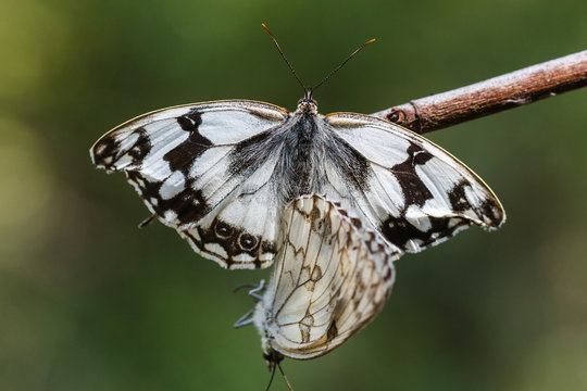 รูปภาพCopulando – เลือกดูภาพถ่ายสต็อก เวกเตอร์ และวิดีโอ125 | Adobe Stock