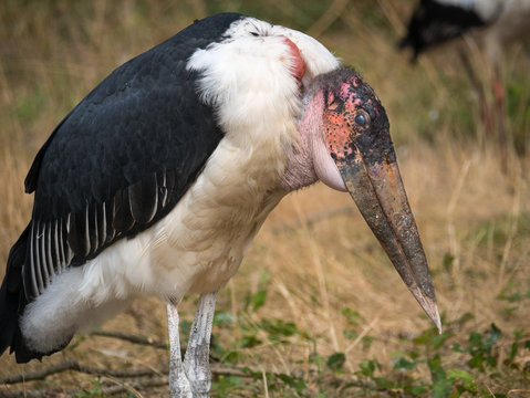 Marabout Images – Parcourir 2,025 le catalogue de photos, vecteurs et ...