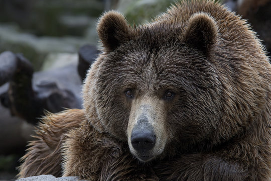 Imágenes de Ositos: descubre bancos de fotos, ilustraciones, vectores y ...