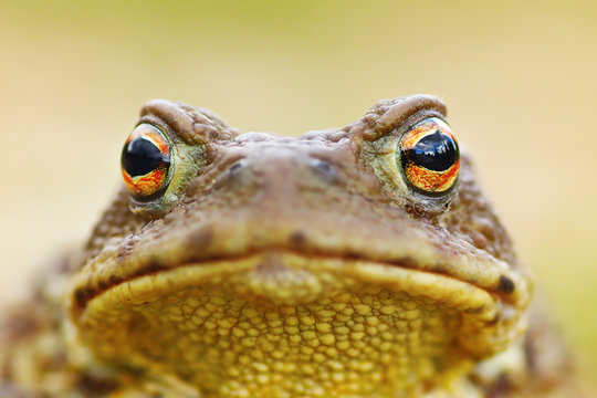 รูปภาพToad – เลือกดูภาพถ่ายสต็อก เวกเตอร์ และวิดีโอ304,271 | Adobe Stock