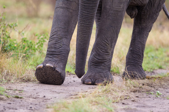 Pachiderma Bilder – Durchsuchen 777 Archivfotos, Vektorgrafiken und ...