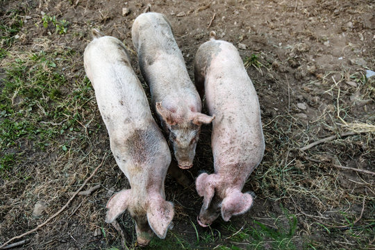 Mastschwein Bilder – Durchsuchen 1,842 Archivfotos, Vektorgrafiken und ...