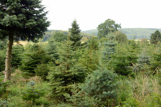 รูปภาพRottanne – เลือกดูภาพถ่ายสต็อก เวกเตอร์ และวิดีโอ182 | Adobe Stock