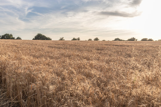 Birchanger Images – Browse 60 Stock Photos, Vectors, and Video | Adobe ...