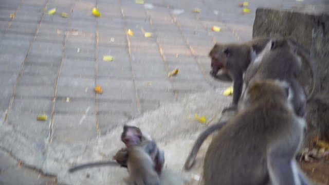 "Temple Monkeys" Bilder – Durchsuchen 138 Archivfotos, Vektorgrafiken ...