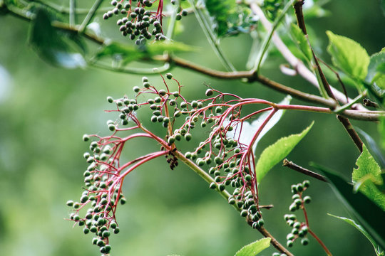 「Wildbeeren」の画像 - 599 件の Stock 写真、ベクターおよびビデオ | Adobe Stock