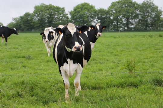 Vache Holstein Images – Browse 535 Stock Photos, Vectors, and Video ...