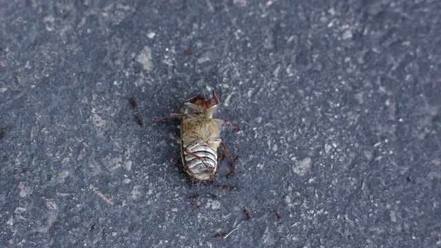 Junebug Bilder – Durchsuchen 119 Archivfotos, Vektorgrafiken und Videos ...