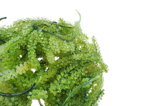 Imágenes de Ararusip: descubre bancos de fotos, ilustraciones, vectores ...