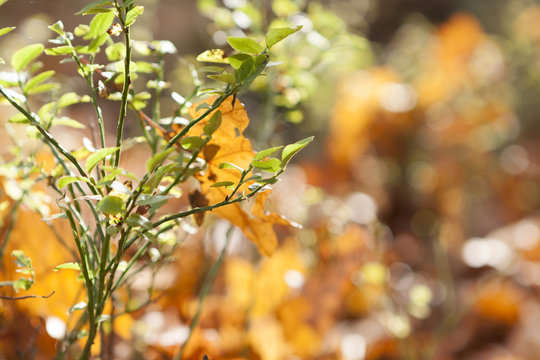 "Magical Autumn" Images – Browse 50 Stock Photos, Vectors, and Video ...