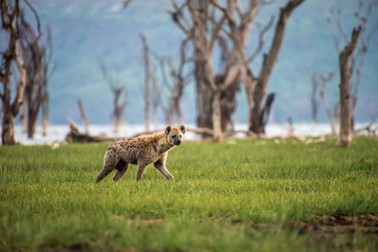 Haina Images – Browse 247 Stock Photos, Vectors, and Video | Adobe Stock