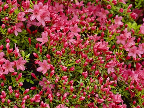 Azelia Images – Browse 26 Stock Photos, Vectors, and Video | Adobe Stock