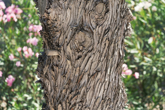 "Pelle Ruvida" Bilder – Durchsuchen 48 Archivfotos, Vektorgrafiken und ...