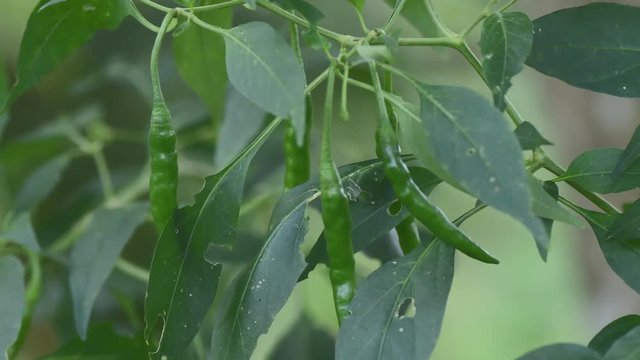 Green Pepper Tree