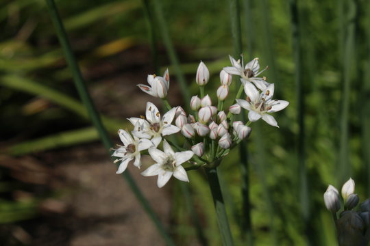 "Garlic Chives" Images – Browse 18,179 Stock Photos, Vectors, and Video ...