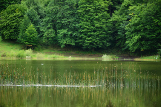 Dsegh-Bilder: Stock-Fotos & -Videos. | Adobe Stock