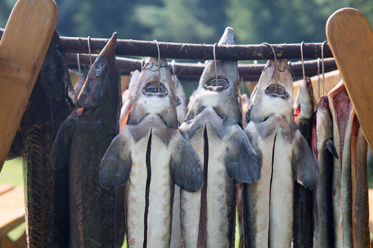 46 件の最適な Jesiotr 画像、ストック写真、ベクター | Adobe Stock