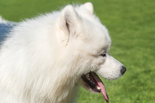 Samojed Képek – Böngésszen 339 stockfotókat, vektorokat és videókat ...