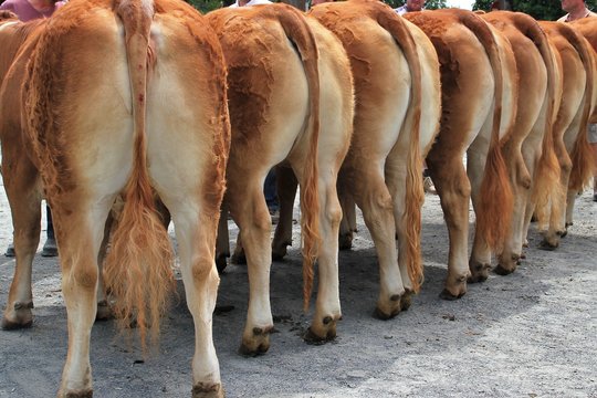 「Croupes」の写真素材 | 6件の無料イラスト画像 | Adobe Stock