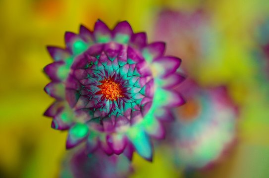 Kitschig bilder – Bläddra bland 2,771 stockfoton, vektorer och videor ...