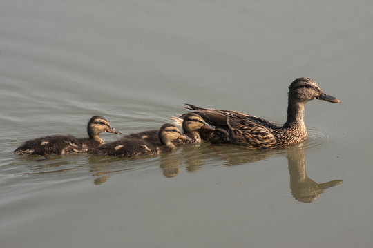 「Papere」の写真素材 | 1,341件の無料イラスト画像 | Adobe Stock