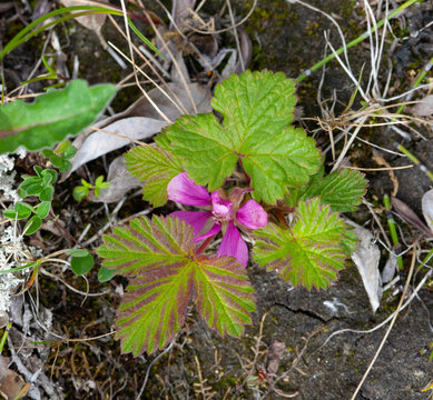 Nagoonberry Images – Browse 5 Stock Photos, Vectors, and Video | Adobe ...