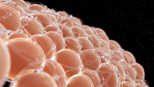 "Fat Cell" Bilder – Durchsuchen 3,242 Archivfotos, Vektorgrafiken und ...