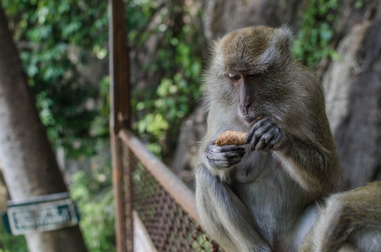 รูปภาพMakak – เลือกดูภาพถ่ายสต็อก เวกเตอร์ และวิดีโอ5,238 | Adobe Stock
