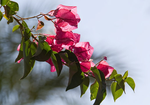 รูปภาพBoug – เลือกดูภาพถ่ายสต็อก เวกเตอร์ และวิดีโอ64 | Adobe Stock