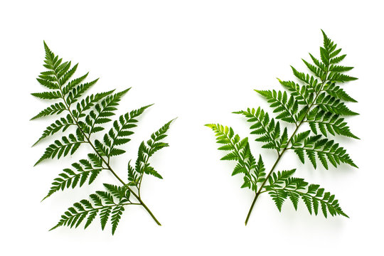 Fern White Background Images – Browse 71,768 Stock Photos, Vectors, and ...
