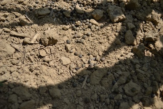 "Rabbit Droppings" Images – Browse 16 Stock Photos, Vectors, and Video ...