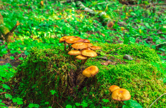 Xeromphalina Bilder – Durchsuchen 83 Archivfotos, Vektorgrafiken und ...