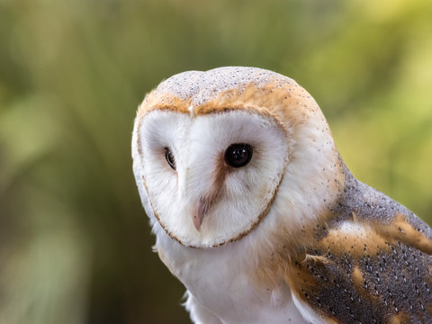 Owel Images – Browse 167 Stock Photos, Vectors, and Video | Adobe Stock