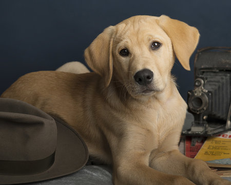 Cute Yellow Lab Puppies
