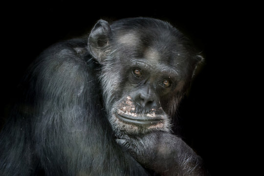 รูปภาพAffe – เลือกดูภาพถ่ายสต็อก เวกเตอร์ และวิดีโอ19,084 | Adobe Stock