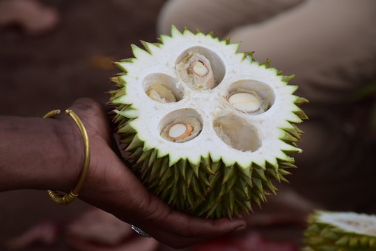 รูปภาพStinkfrucht – เลือกดูภาพถ่ายสต็อก เวกเตอร์ และวิดีโอ119 | Adobe Stock