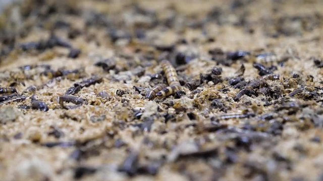 Anthropophagie Bilder – Durchsuchen 192 Archivfotos, Vektorgrafiken und ...