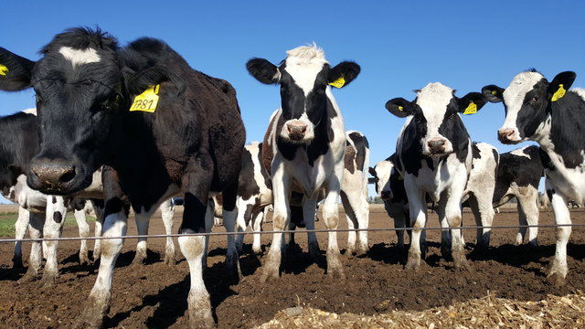 รูปภาพ"Vaca – เลือกดูภาพถ่ายสต็อก เวกเตอร์ และวิดีโอ33,241 | Adobe Stock