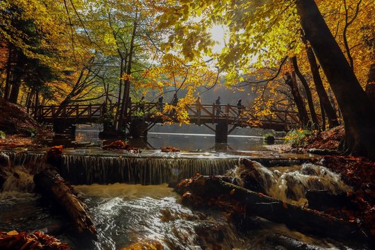"Orman "-Bilder: Stock-Fotos & -Videos. | Adobe Stock