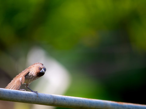 Ricebird Images – Browse 3,921 Stock Photos, Vectors, and Video | Adobe ...