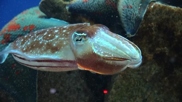 รูปภาพKobi – เลือกดูภาพถ่ายสต็อก เวกเตอร์ และวิดีโอ540 | Adobe Stock