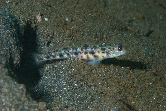 "Shrimp-Goby Immagini - Sfoglia 169 foto, vettoriali e video Stock ...