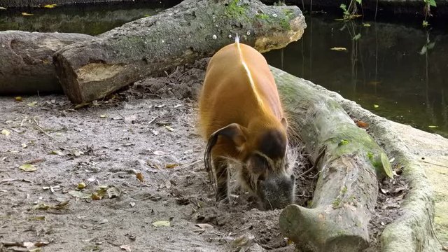 "Bush Pig" Images – Browse 1,870 Stock Photos, Vectors, and Video ...