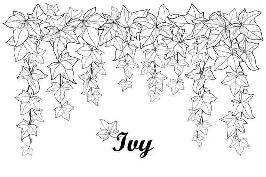 Ivy Outline Images – Browse 5,809 Stock Photos, Vectors, and Video ...