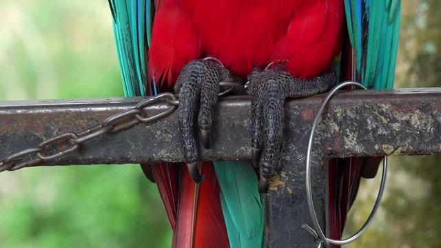 Animal Cruelty Images – Browse 35,543 Stock Photos, Vectors, and Video ...