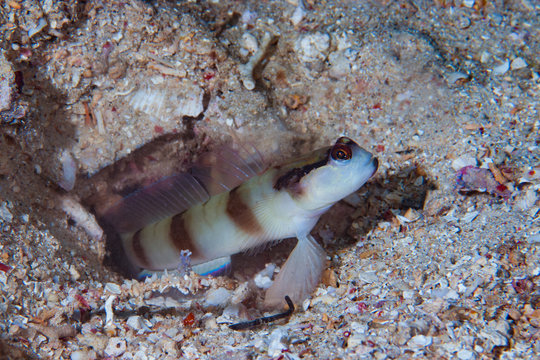 "Shrimp-Goby Immagini - Sfoglia 169 foto, vettoriali e video Stock ...