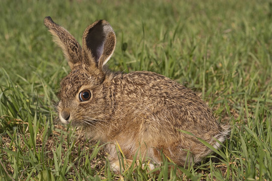 รูปภาพLagomorpha – เลือกดูภาพถ่ายสต็อก เวกเตอร์ และวิดีโอ5,328 | Adobe ...